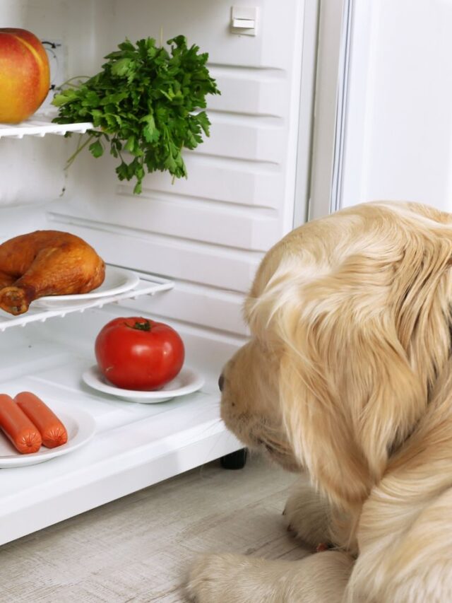 A Guide To Different Refrigerator And Freezer | GetDistributors