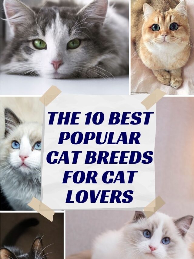 The 10 Best Popular Cat Breeds For Cat Lovers | GetDistributors