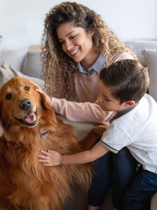 The Pleasures Of Having Pets At Home | GetDistributors
