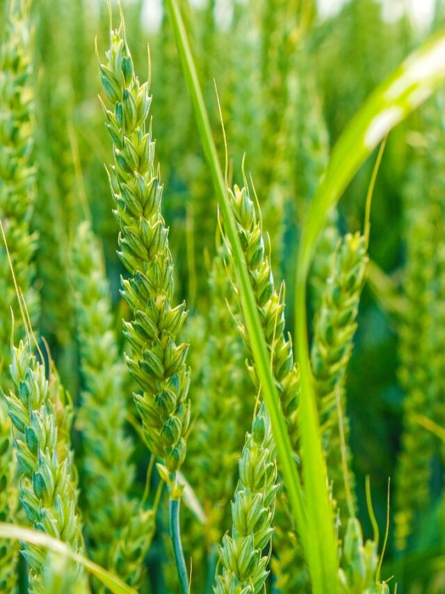 Global Wheat Production: Top 7 Countries In World | GetDistributors