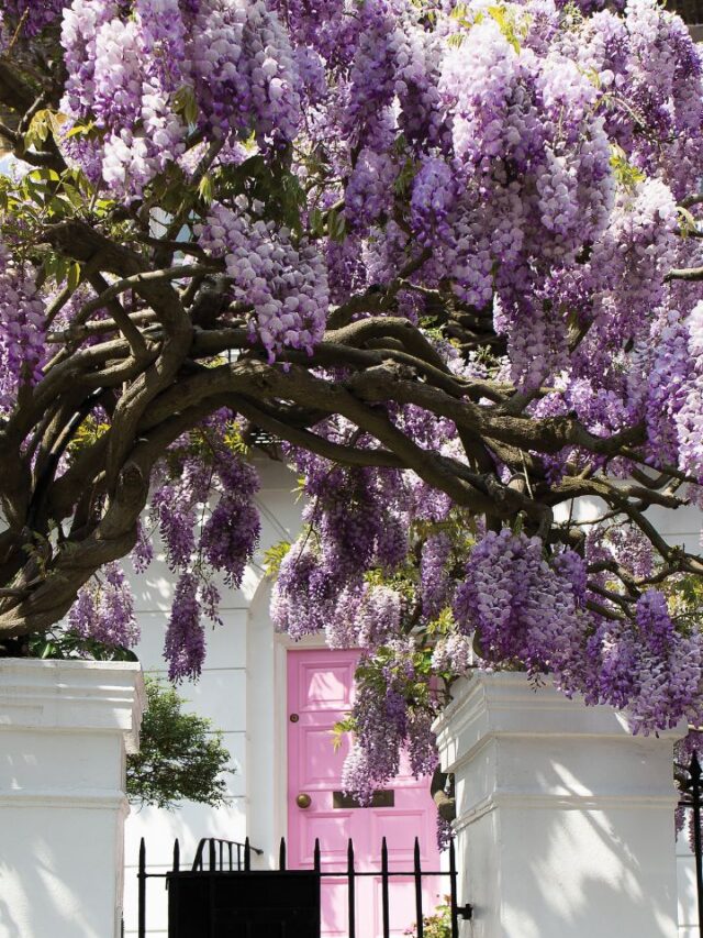 Top 6 Stunning Hanging Flower Plants For Your Home | GetDistributors