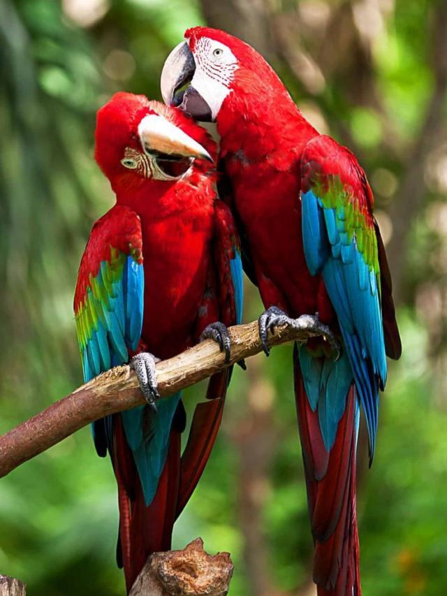 Most Beautiful Red Animals In The World | GetDistributors